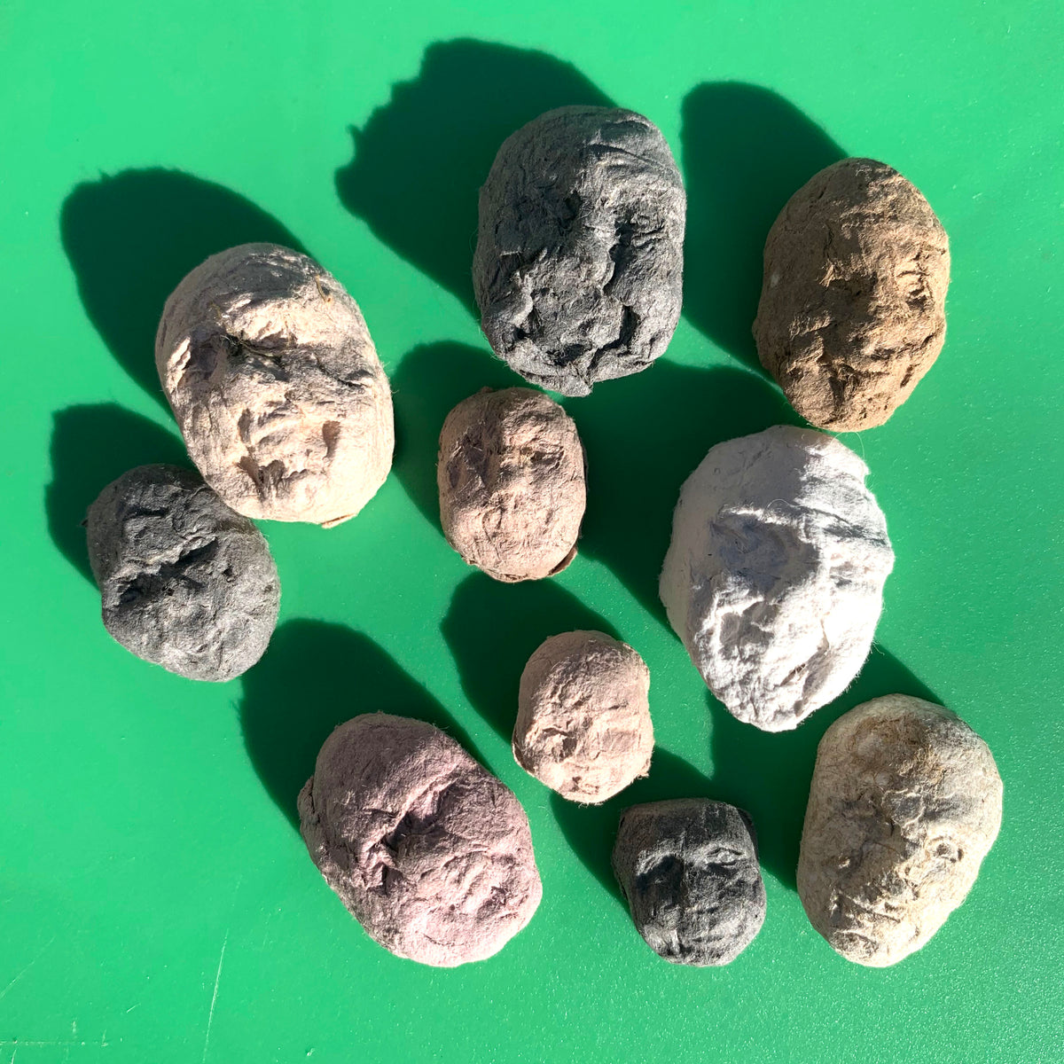 Sprouting Seed Faces – Kemper Museum Shop